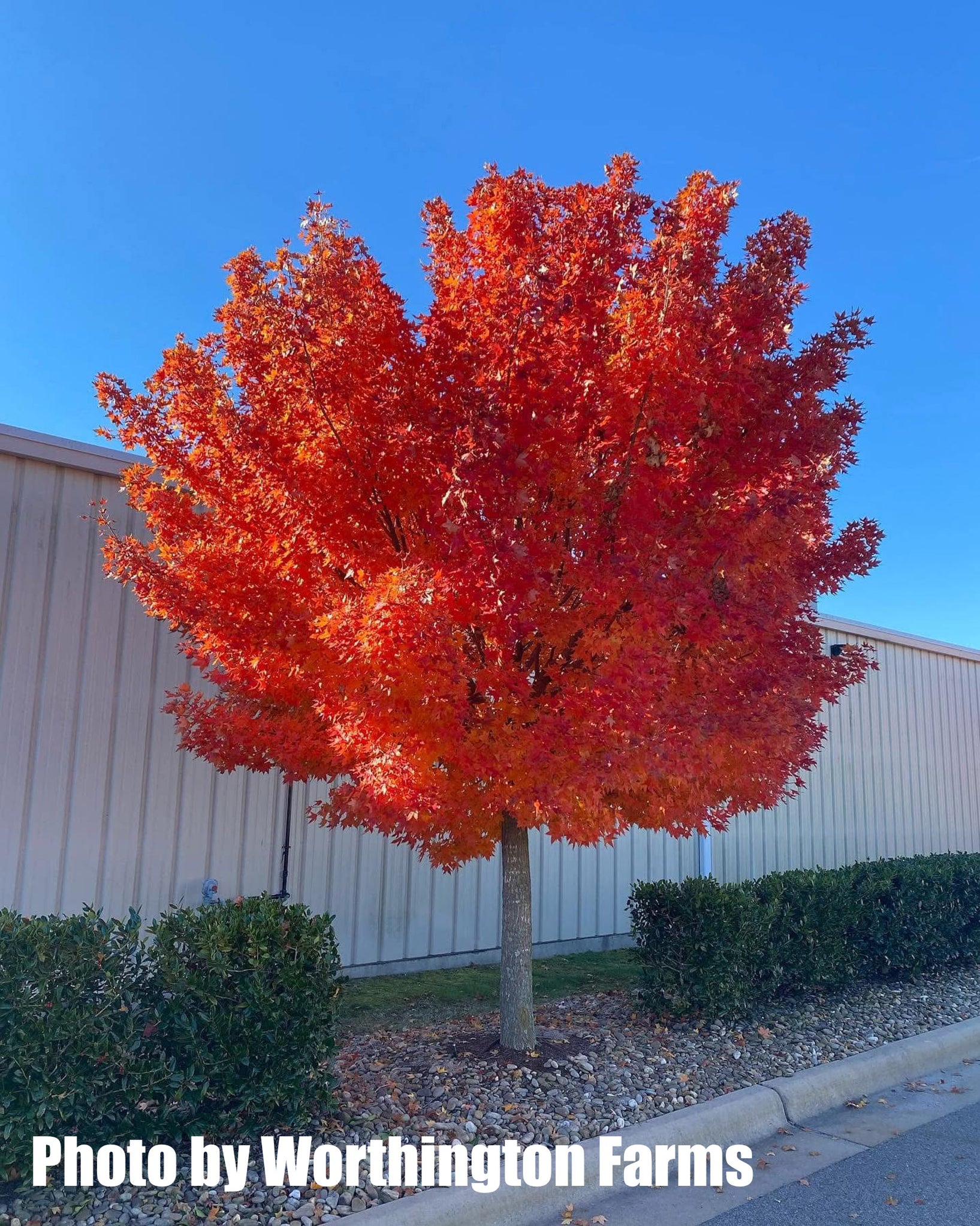 Buy Acer truncatum 'Main Street' Shantung Maple — Mr Maple │ Buy ...