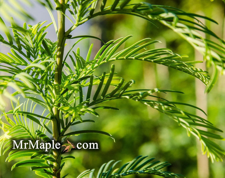 Buy Metasequoia glyptostroboides 'Emerald Feathers' Dwarf Dawn Redwood ...