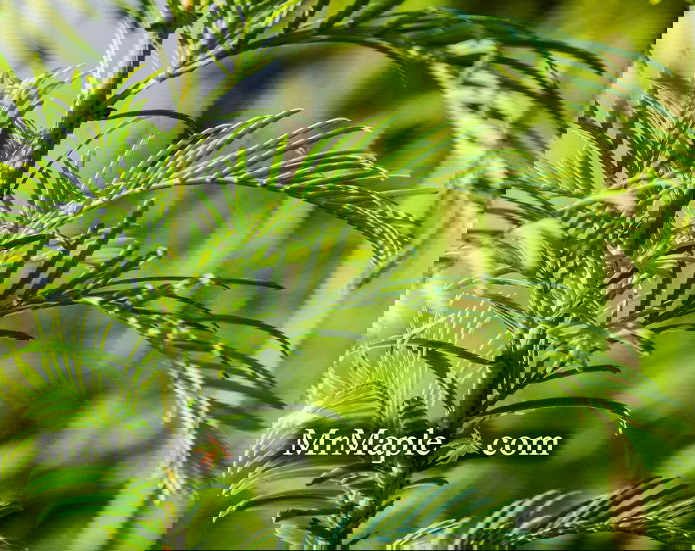 Buy Metasequoia glyptostroboides 'Emerald Feathers' Dwarf Dawn Redwood ...