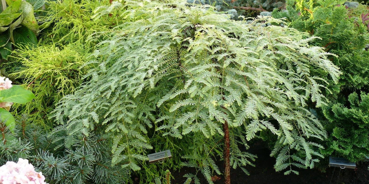 Buy Metasequoia glyptostroboides 'Miss Grace' Weeping Dwarf Dawn ...