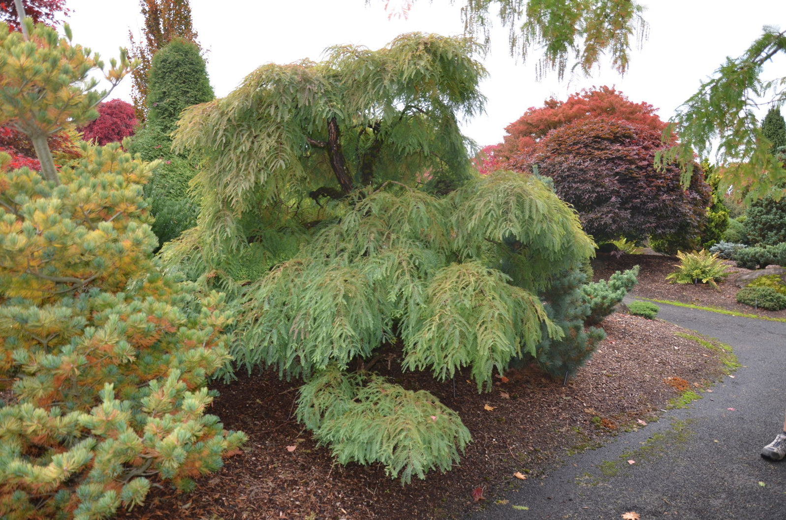 Buy Metasequoia glyptostroboides 'Miss Grace' Weeping Dwarf Dawn ...
