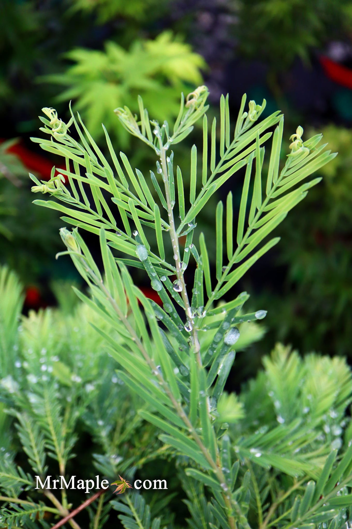 Buy Metasequoia glyptostroboides 'Schirrmann's Nordlicht' Variegated ...