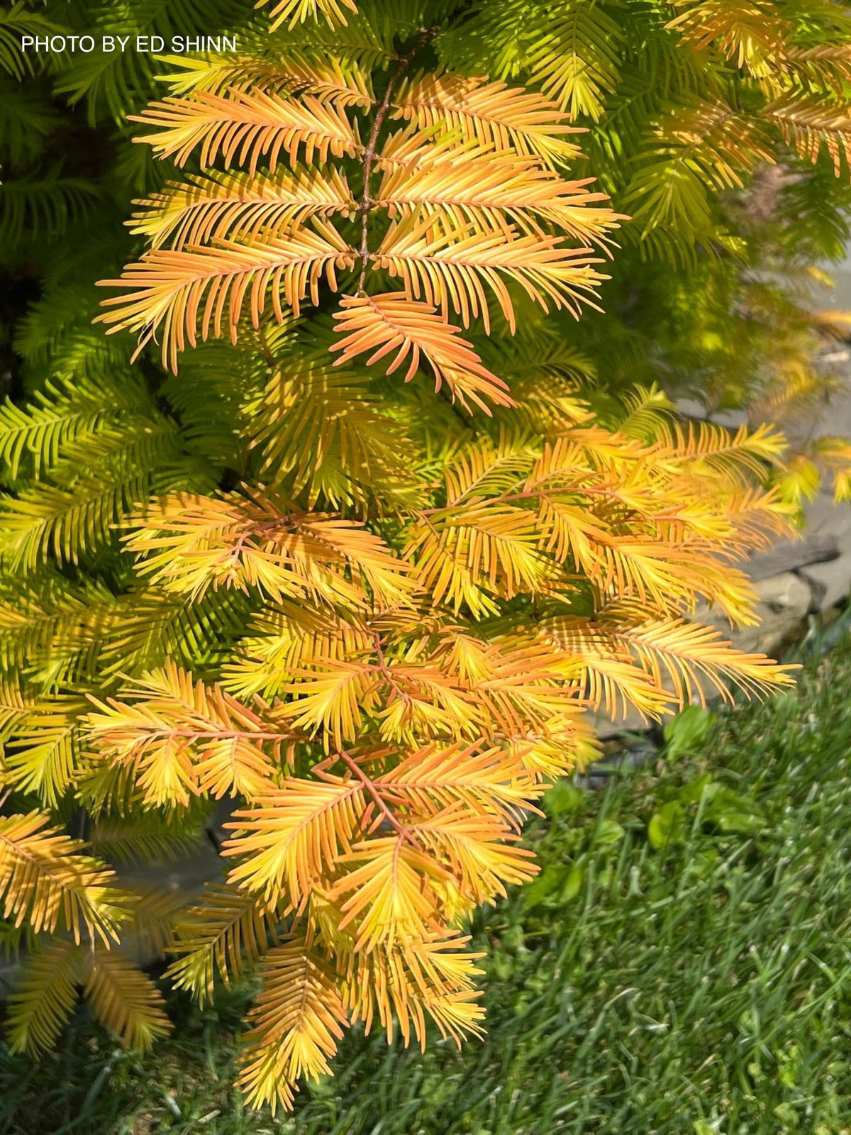 Buy Metasequoia glyptostroboides 'Soul Fire' Golden Dawn Redwood — Mr ...