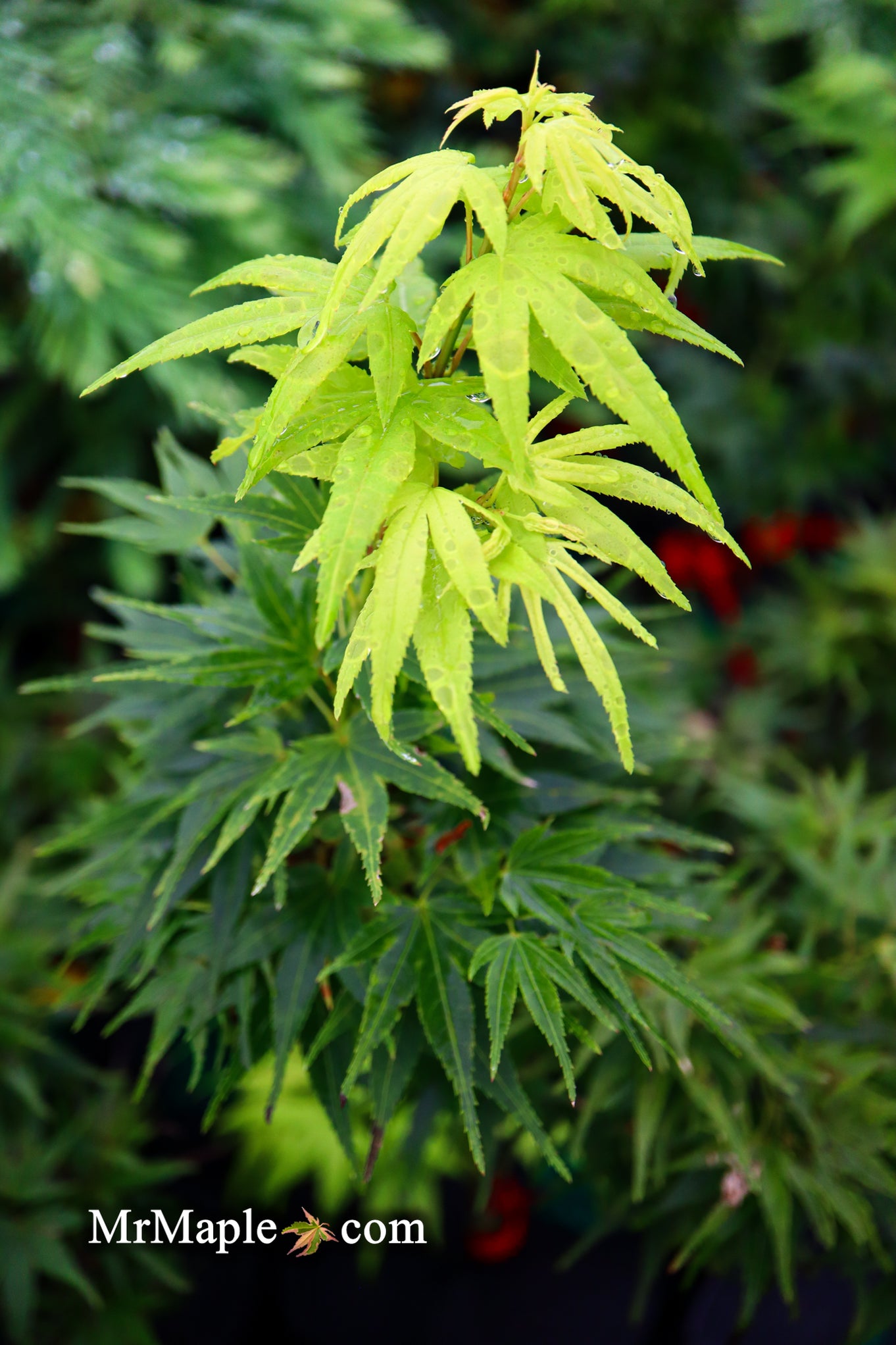 Buy Acer palmatum 'Mikawa yatsubusa' Dwarf Japanese Maple — Mr Maple ...