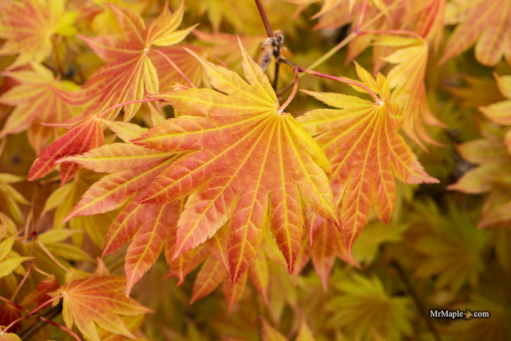 All Available Cultivars — Mr Maple │ Buy Japanese Maple Trees