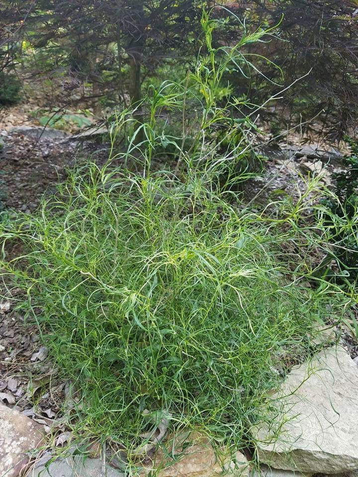 Buy Morus alba 'Ito' Nuclear Blast Dwarf White Mulberry — Mr Maple ...