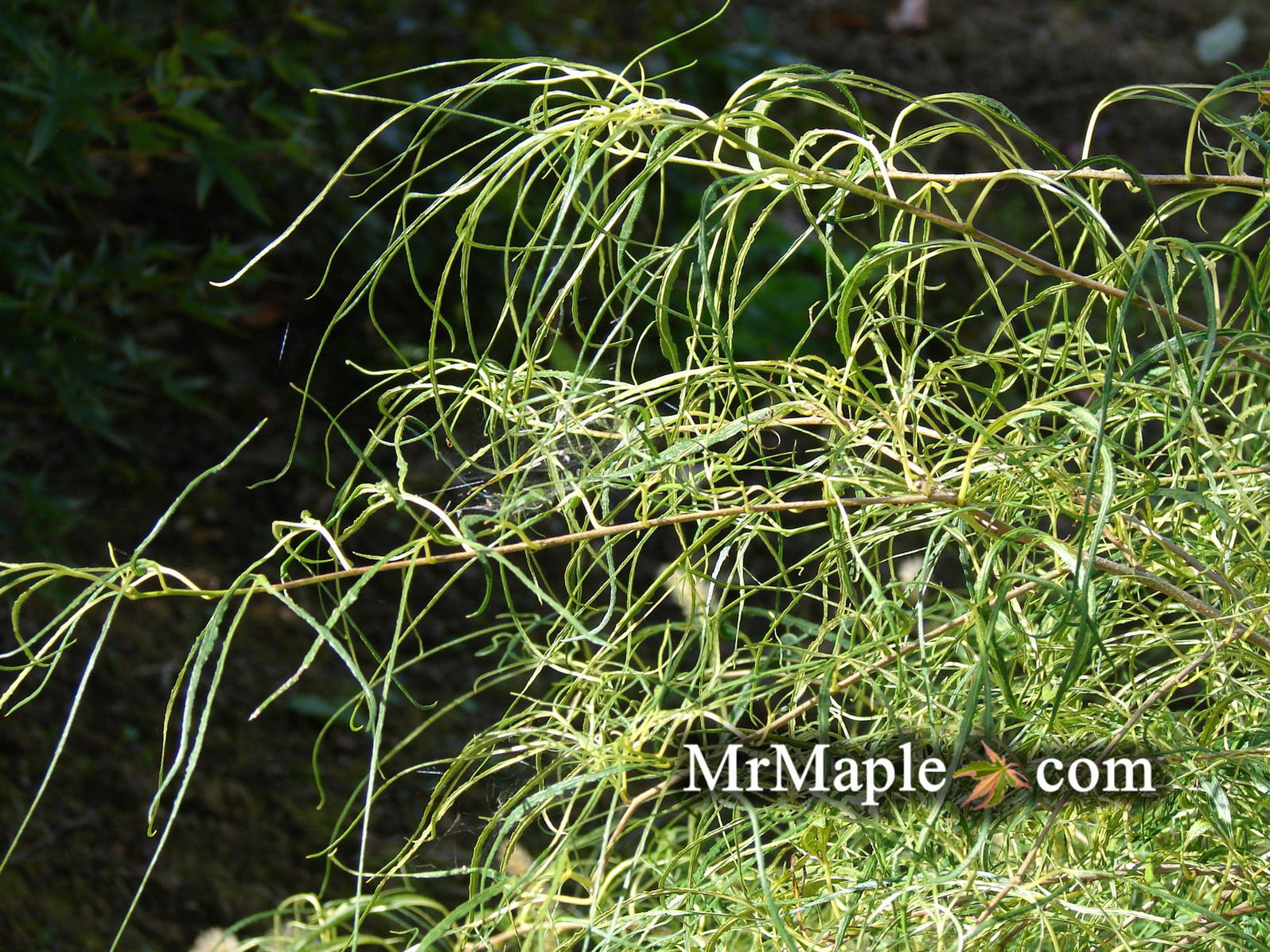 Buy Morus alba 'Ito' Nuclear Blast Dwarf White Mulberry — Mr Maple ...