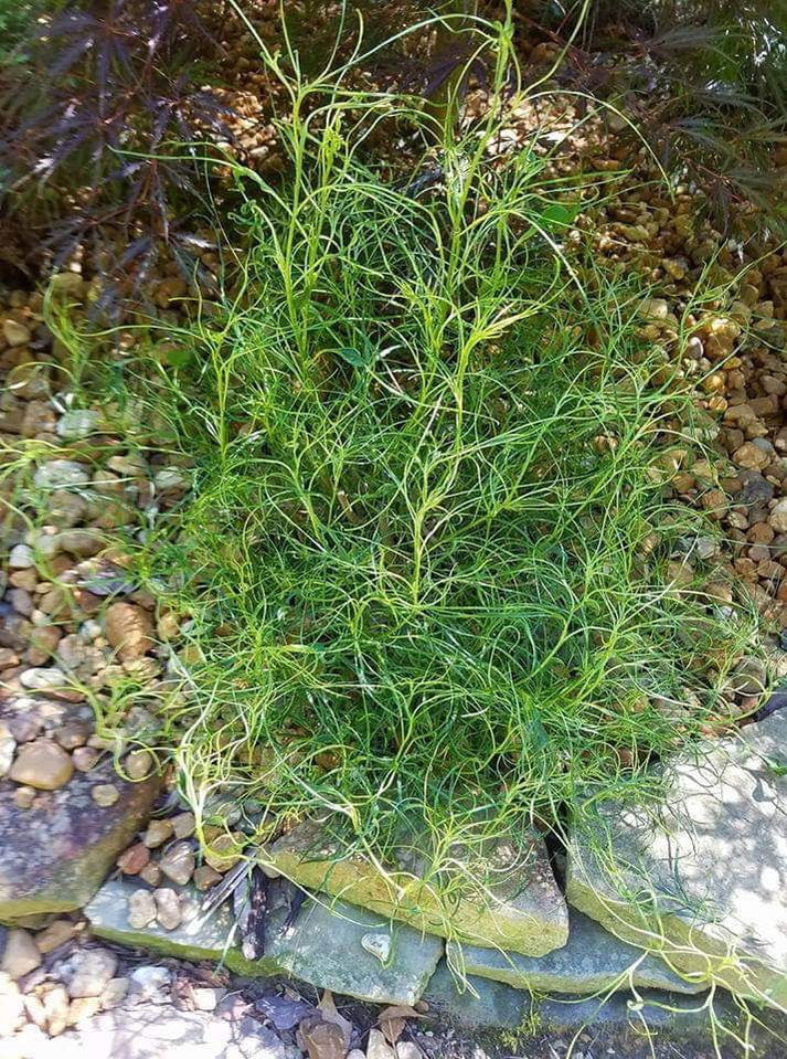 Buy Morus alba 'Ito' Nuclear Blast Dwarf White Mulberry — Mr Maple ...