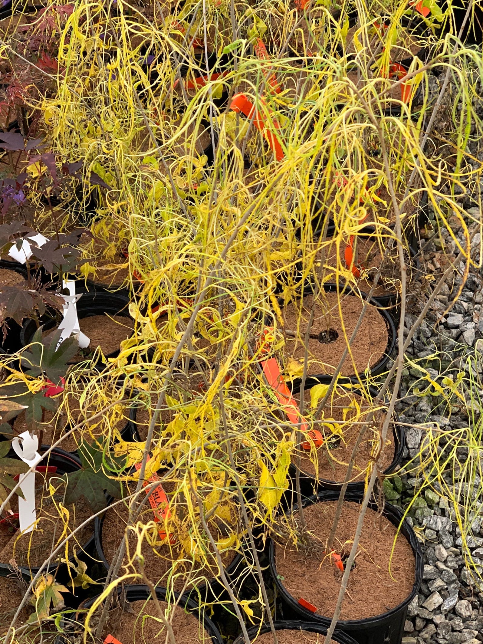 Buy Morus alba 'Ito' Nuclear Blast Dwarf White Mulberry — Mr Maple ...