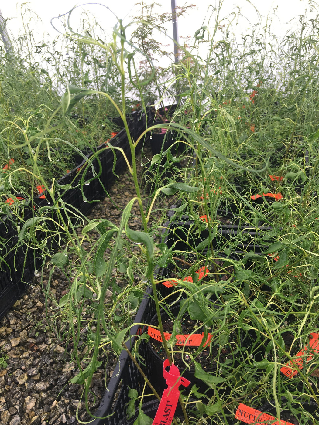 Buy Morus alba 'Ito' Nuclear Blast Dwarf White Mulberry — Mr Maple ...