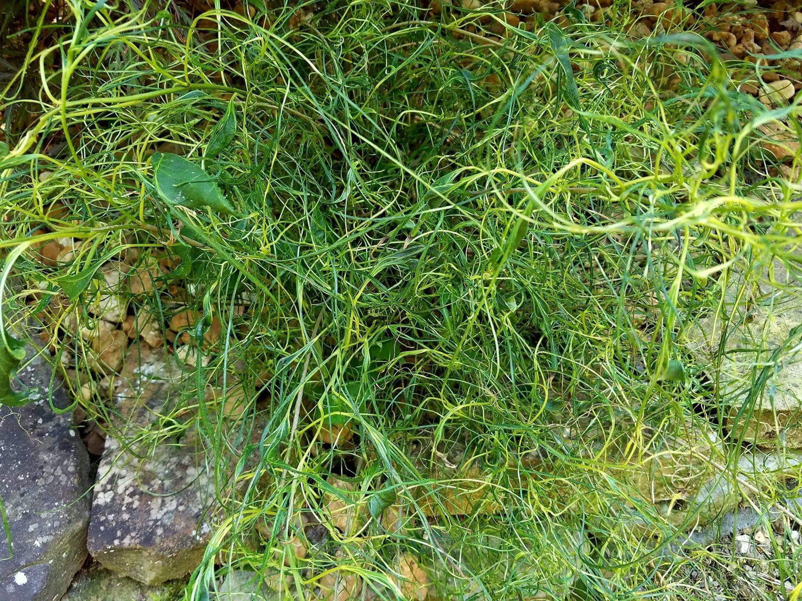 Buy Morus alba 'Ito' Nuclear Blast Dwarf White Mulberry — Mr Maple ...