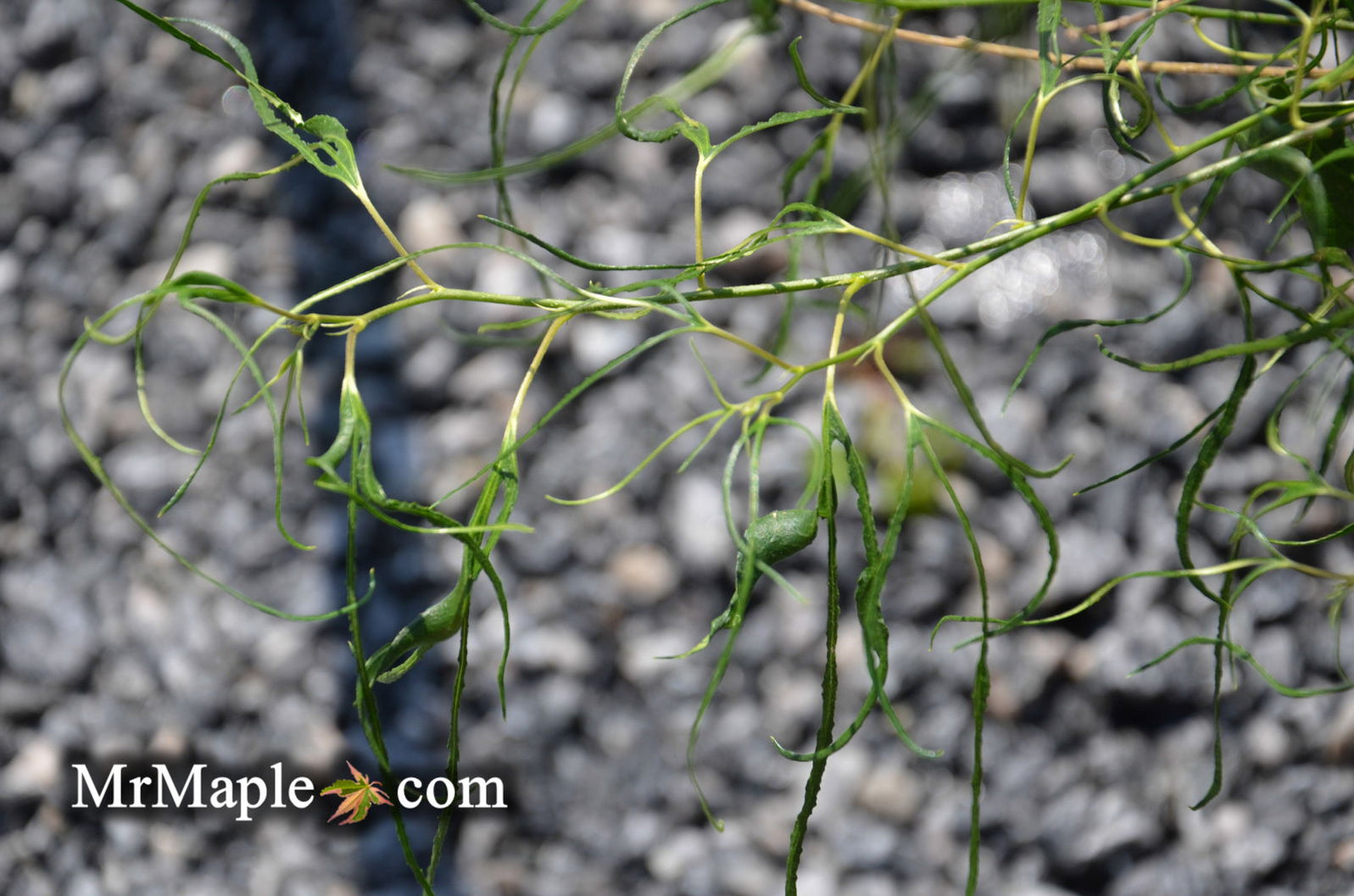 Buy Morus alba 'Ito' Nuclear Blast Dwarf White Mulberry — Mr Maple ...