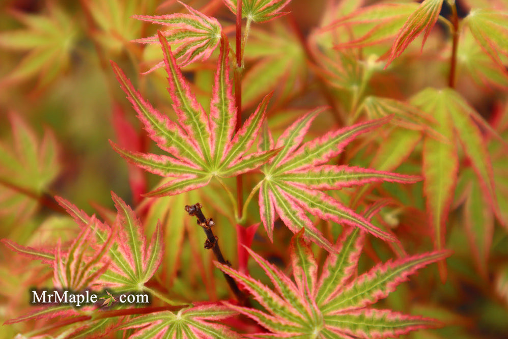 Buy Variegated Japanese Maples — Mr Maple │ Buy Japanese Maple Trees
