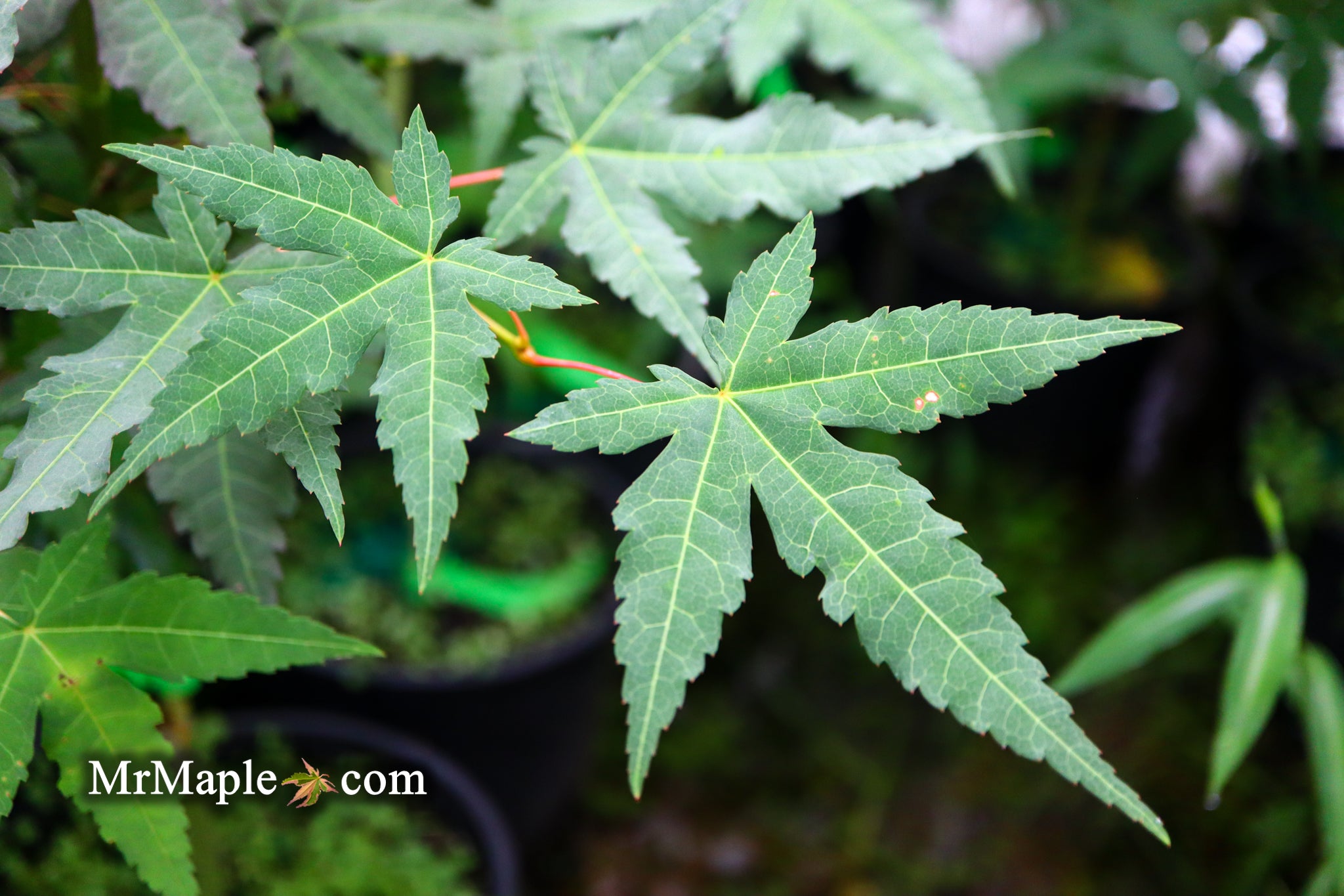 Buy Acer palmatum 'Mystic Jewel' Japanese Maple — Mr Maple │ Buy ...