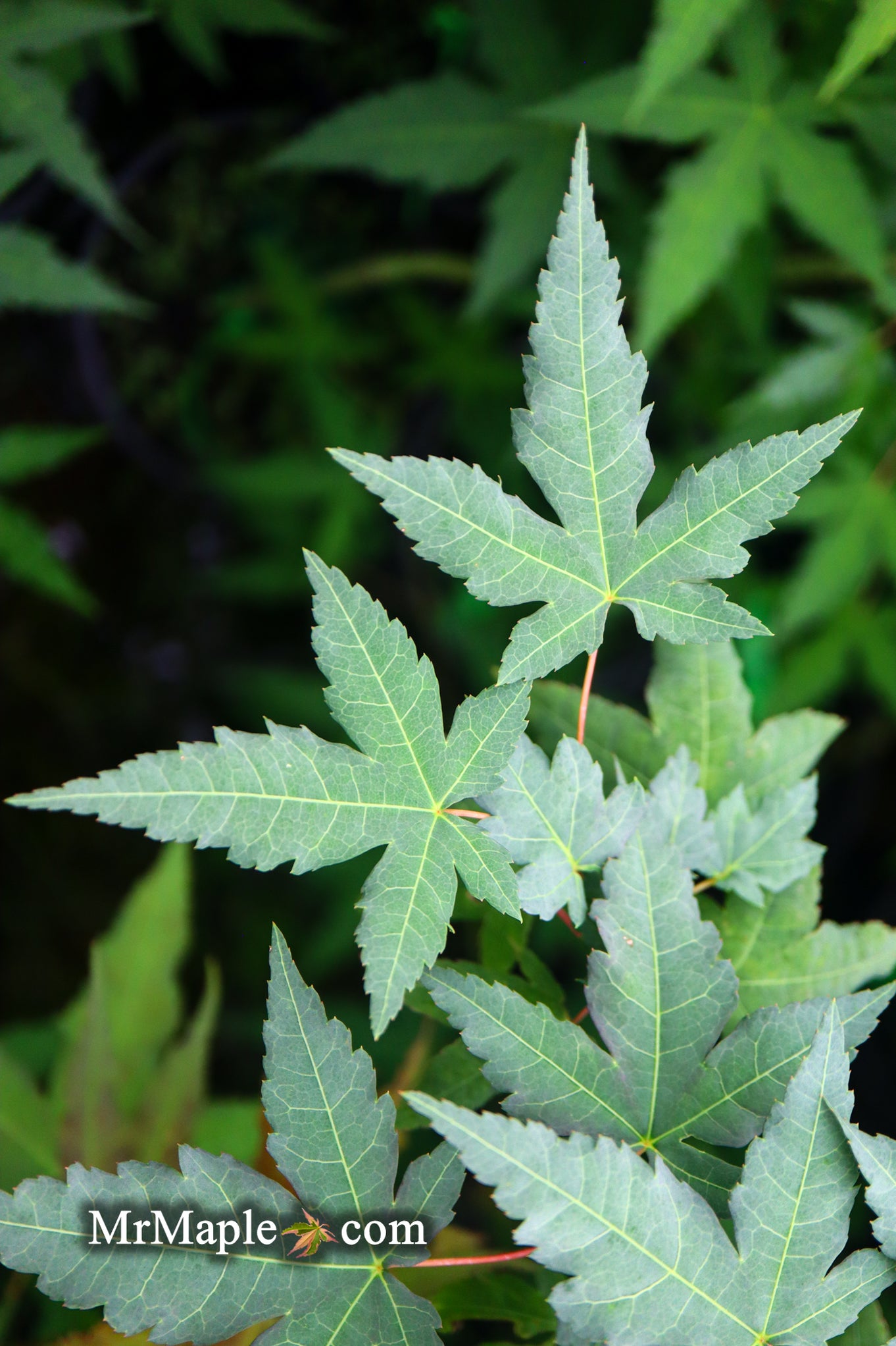 Buy Acer palmatum 'Mystic Jewel' Japanese Maple — Mr Maple │ Buy ...