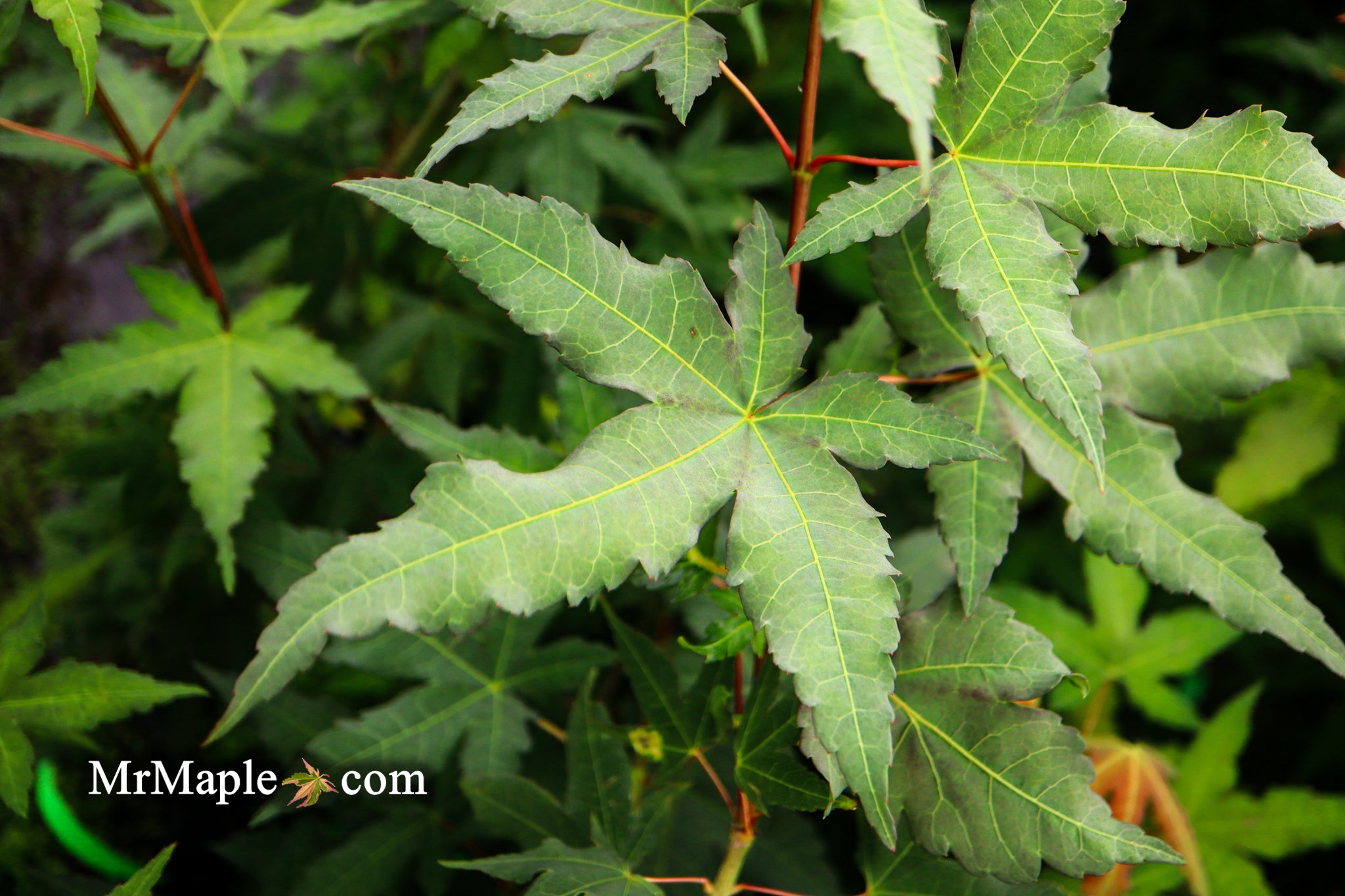 Buy Acer palmatum 'Mystic Jewel' Japanese Maple — Mr Maple │ Buy ...