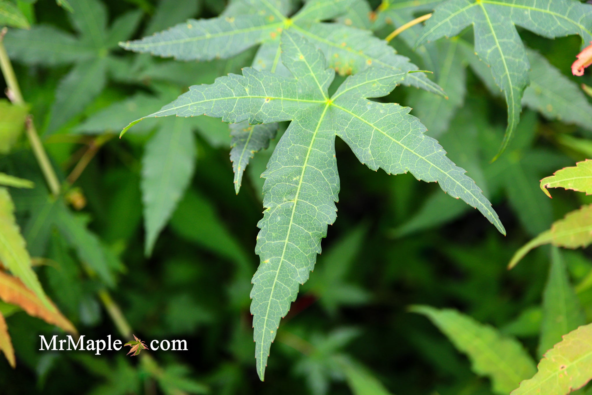 Buy Acer palmatum 'Mystic Jewel' Japanese Maple — Mr Maple │ Buy ...