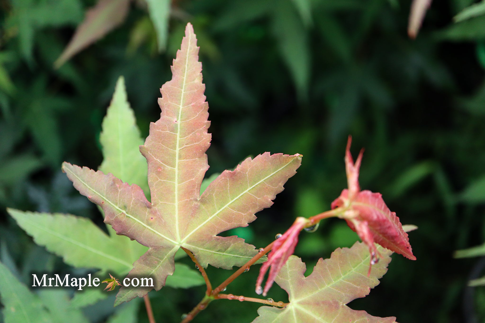 Buy Acer palmatum 'Mystic Jewel' Japanese Maple — Mr Maple │ Buy ...