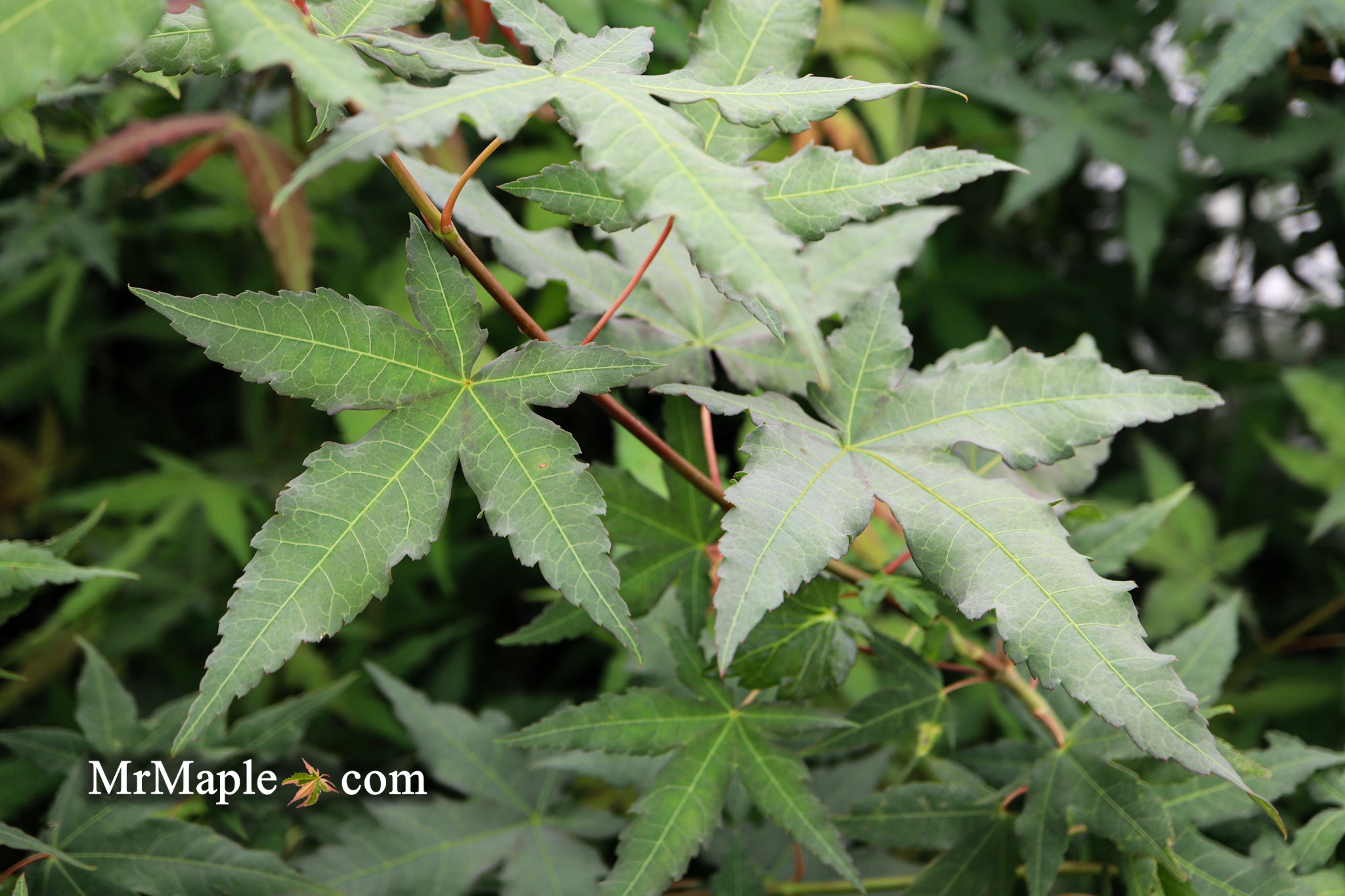 Buy Acer palmatum 'Mystic Jewel' Japanese Maple — Mr Maple │ Buy ...