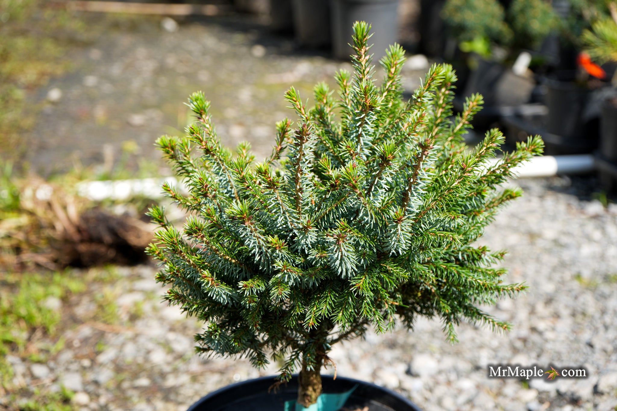 Buy Picea omorika 'Nana' Dwarf Serbian Spruce — Mr Maple │ Buy Japanese ...