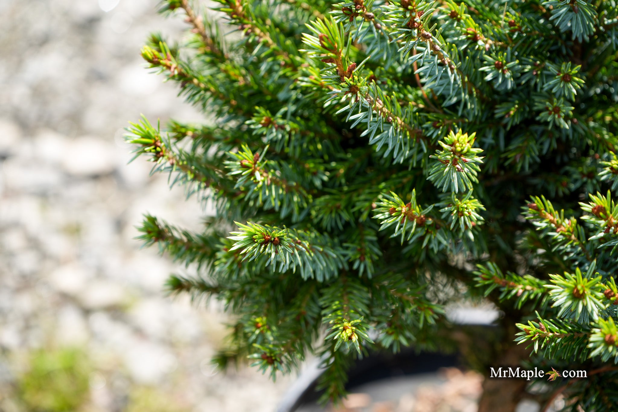 Buy Picea omorika 'Nana' Dwarf Serbian Spruce — Mr Maple │ Buy Japanese ...