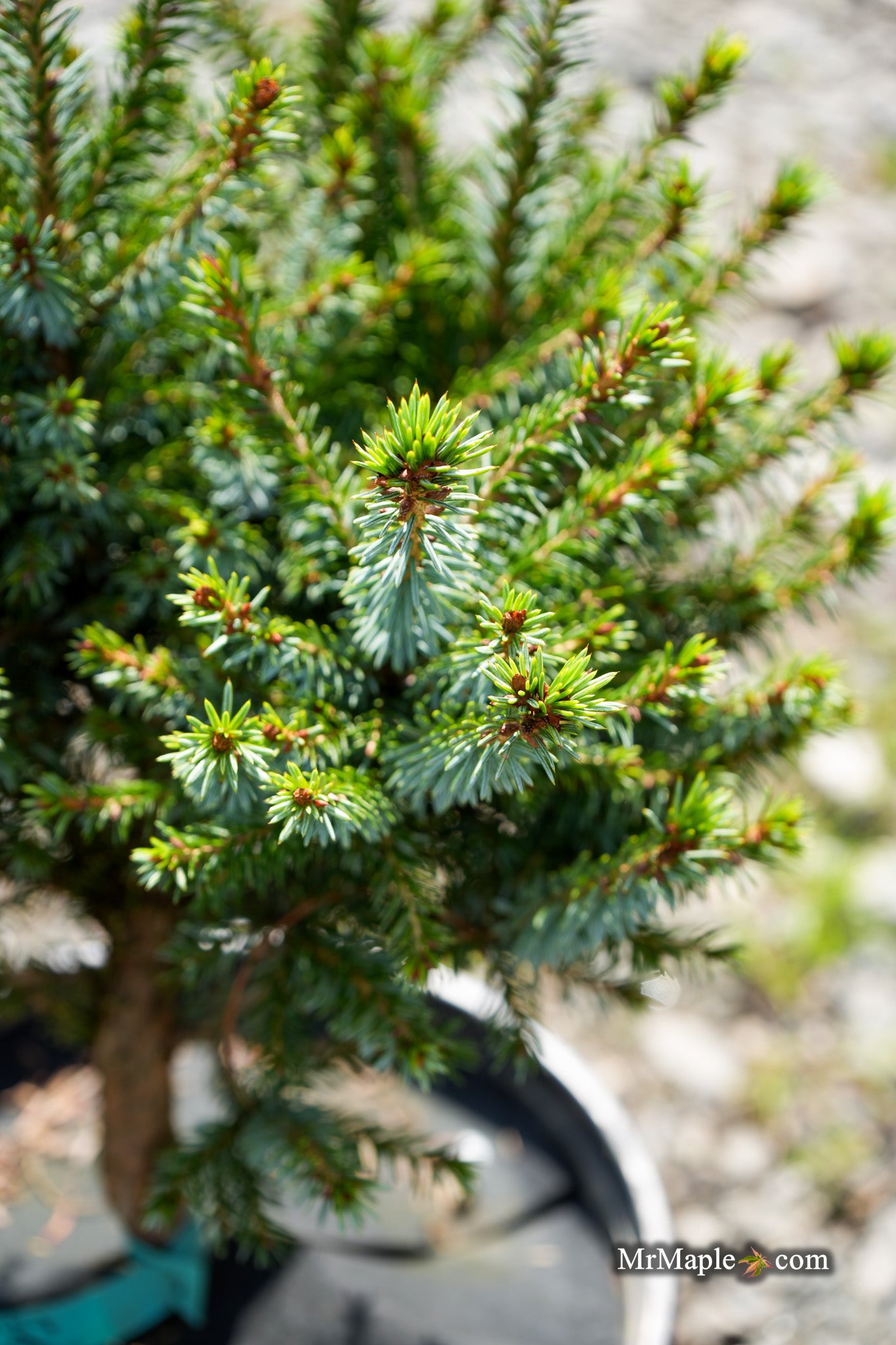 Buy Picea omorika 'Nana' Dwarf Serbian Spruce — Mr Maple │ Buy Japanese ...