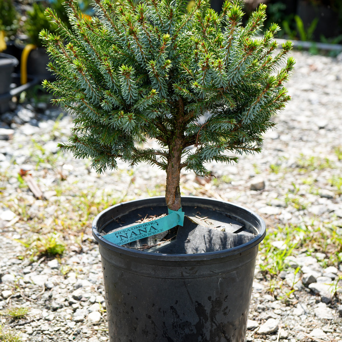 Buy Picea omorika 'Nana' Dwarf Serbian Spruce — Mr Maple │ Buy Japanese ...