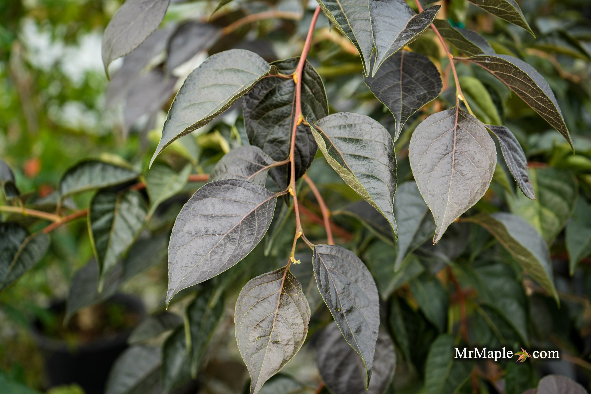 Buy Styrax japonicus JFS 6SJ 'Nightfall®' White Flowering Japanese ...
