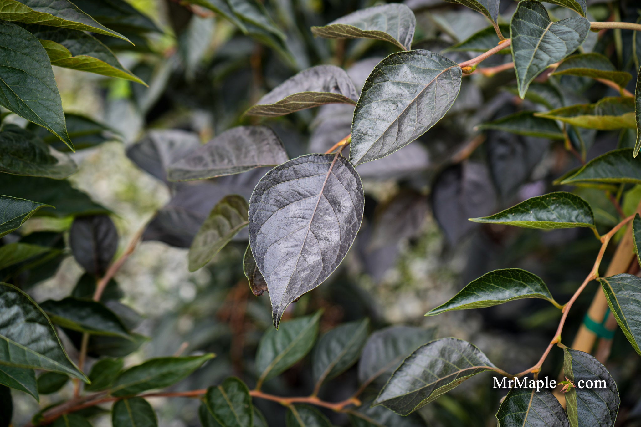 Buy Styrax japonicus JFS 6SJ 'Nightfall®' White Flowering Japanese ...