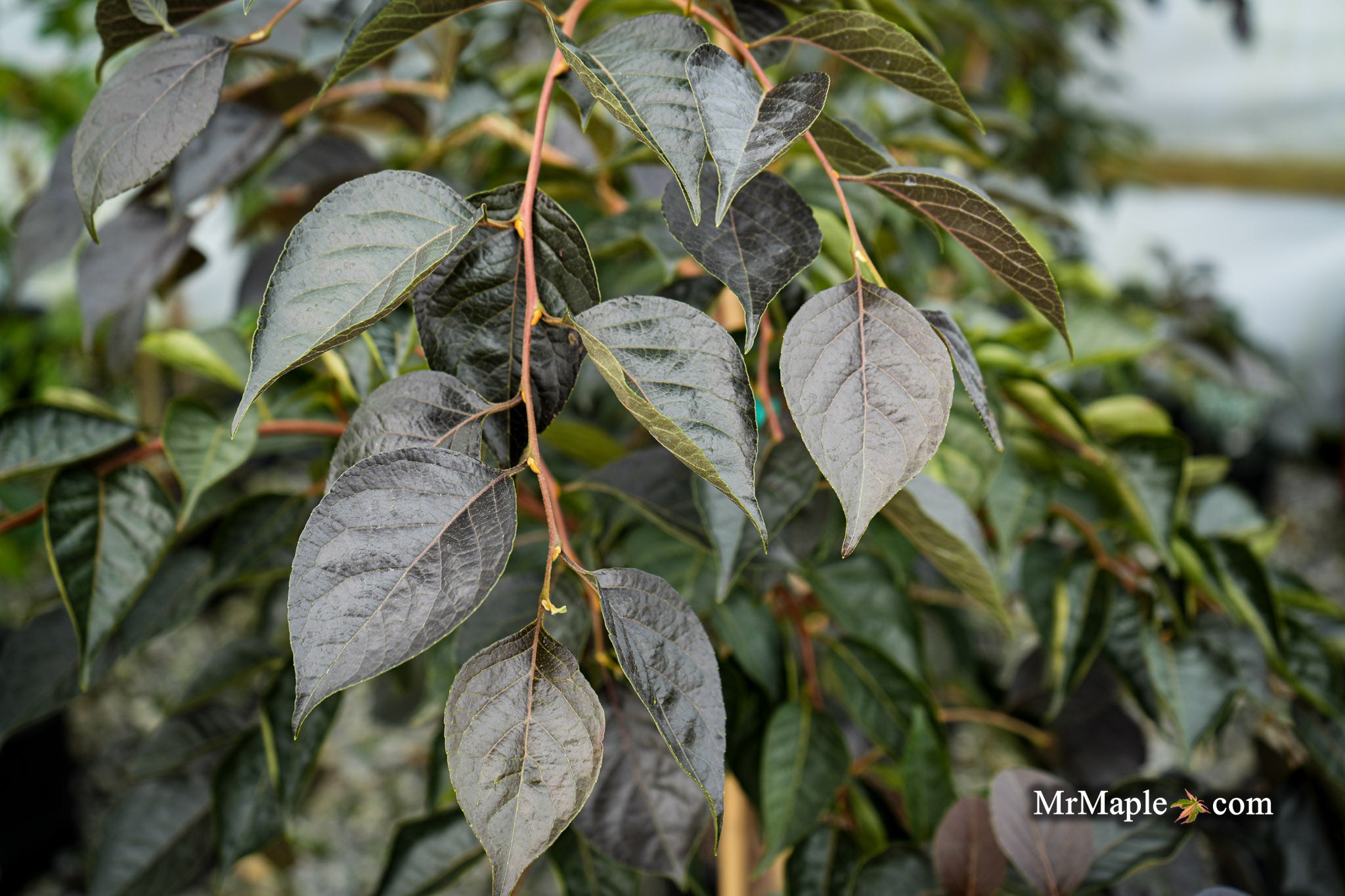 Buy Styrax japonicus JFS 6SJ 'Nightfall®' White Flowering Japanese ...