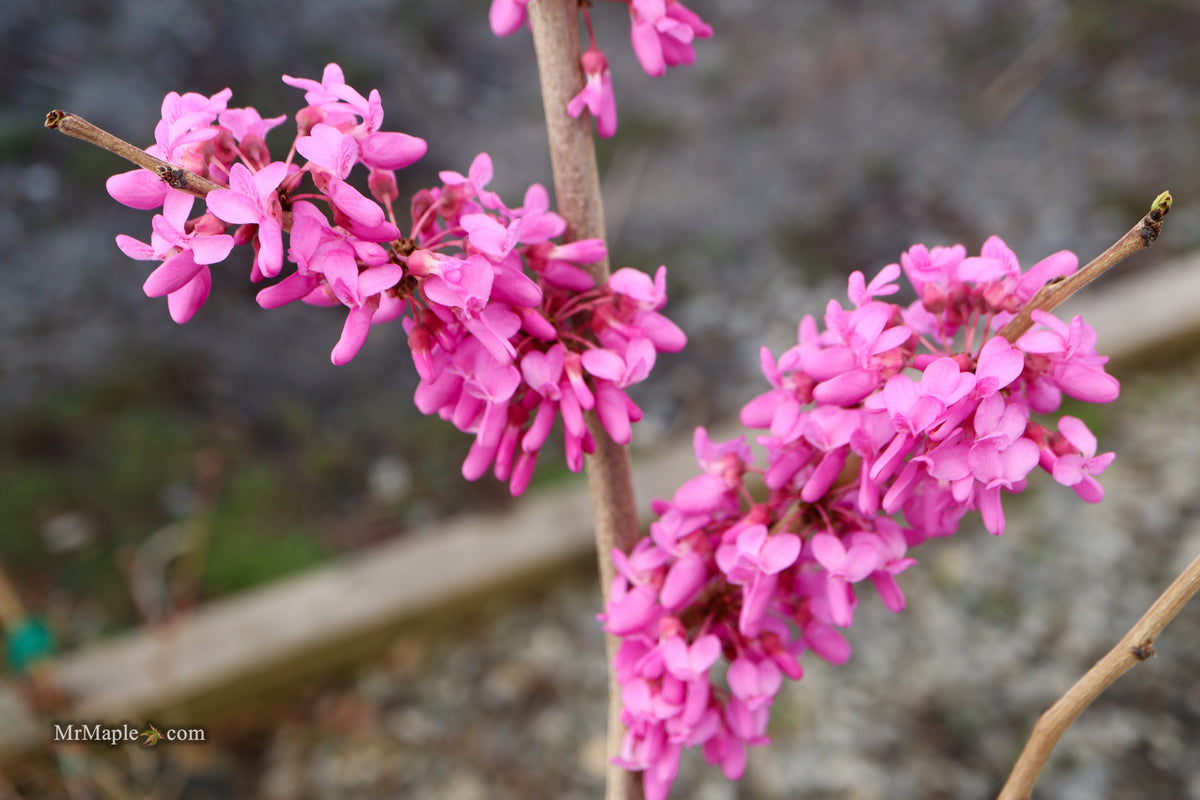 Buy Cercis canadensis 'Pink Trim' Redbud Tree — Mr Maple │ Buy Japanese ...