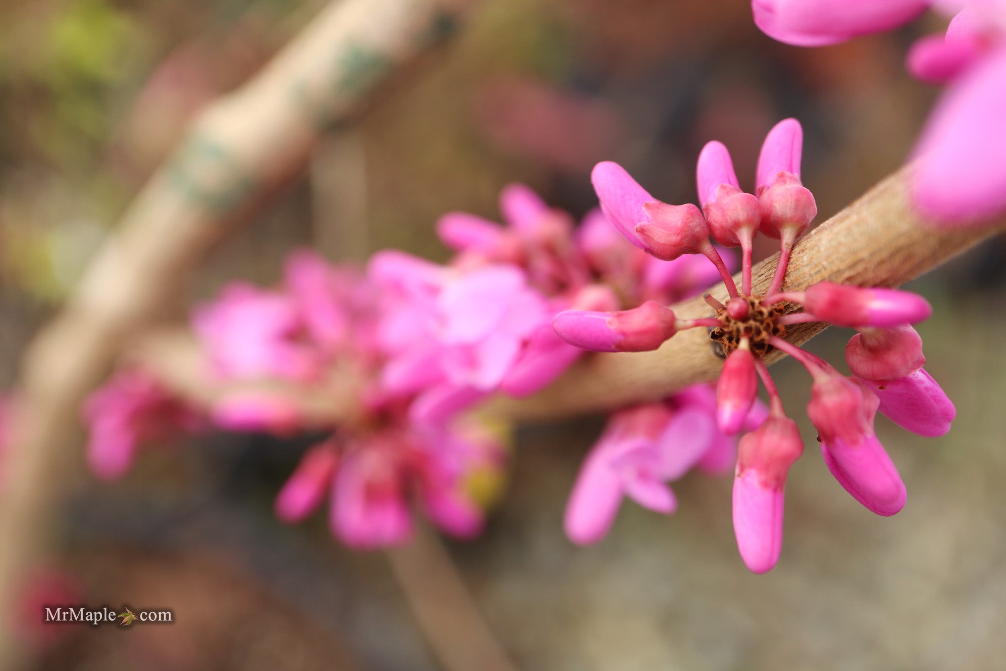 Buy Cercis canadensis 'Pink Trim' Redbud Tree — Mr Maple │ Buy Japanese ...