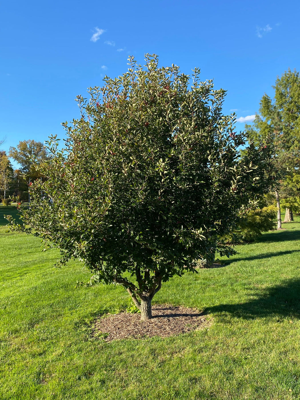 Buy Nyssa sylvatica 'Zydeco Twist' Contorted Black Gum — Mr Maple │ Buy ...