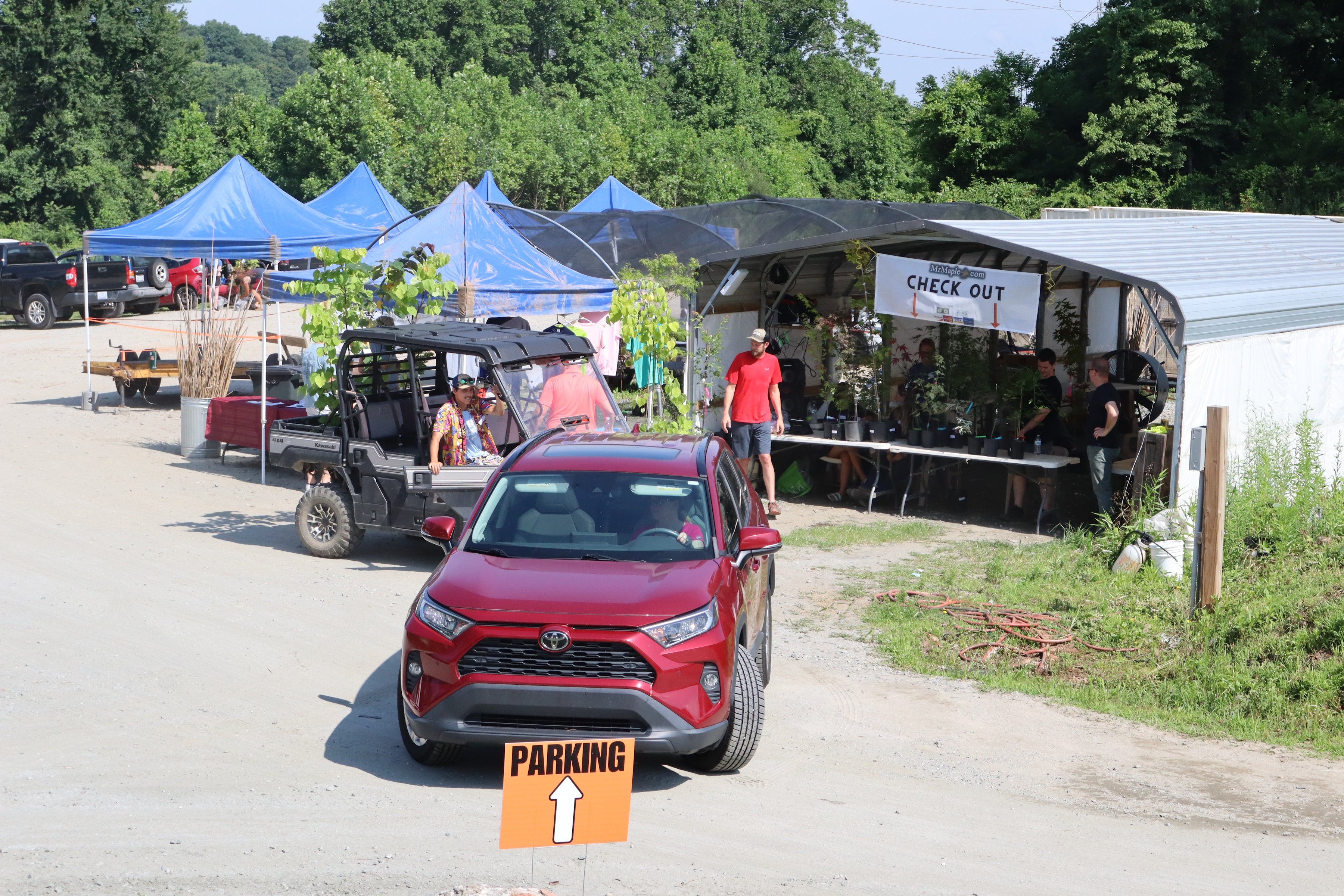 Buy Japanese Maples - MrMaple — Mr Maple │ Buy Japanese Maple Trees