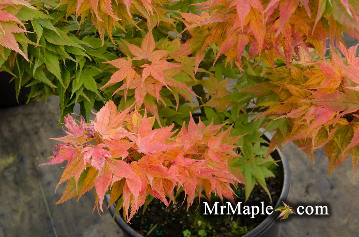 Buy Acer palmatum 'Japanese Princess' Dwarf Japanese Maple — Mr Maple ...