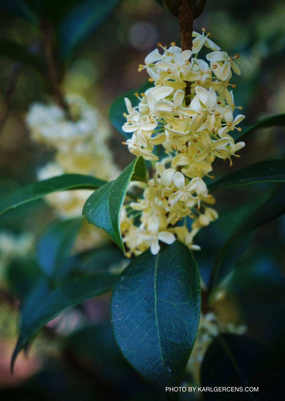 Buy Osmanthus fragrans Fragrant Sweet Olive — Mr Maple │ Buy Japanese ...