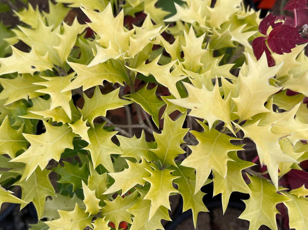 Buy Osmanthus heterophyllus 'Ogon' Yellow Fragrant Tea Olive — Mr Maple ...