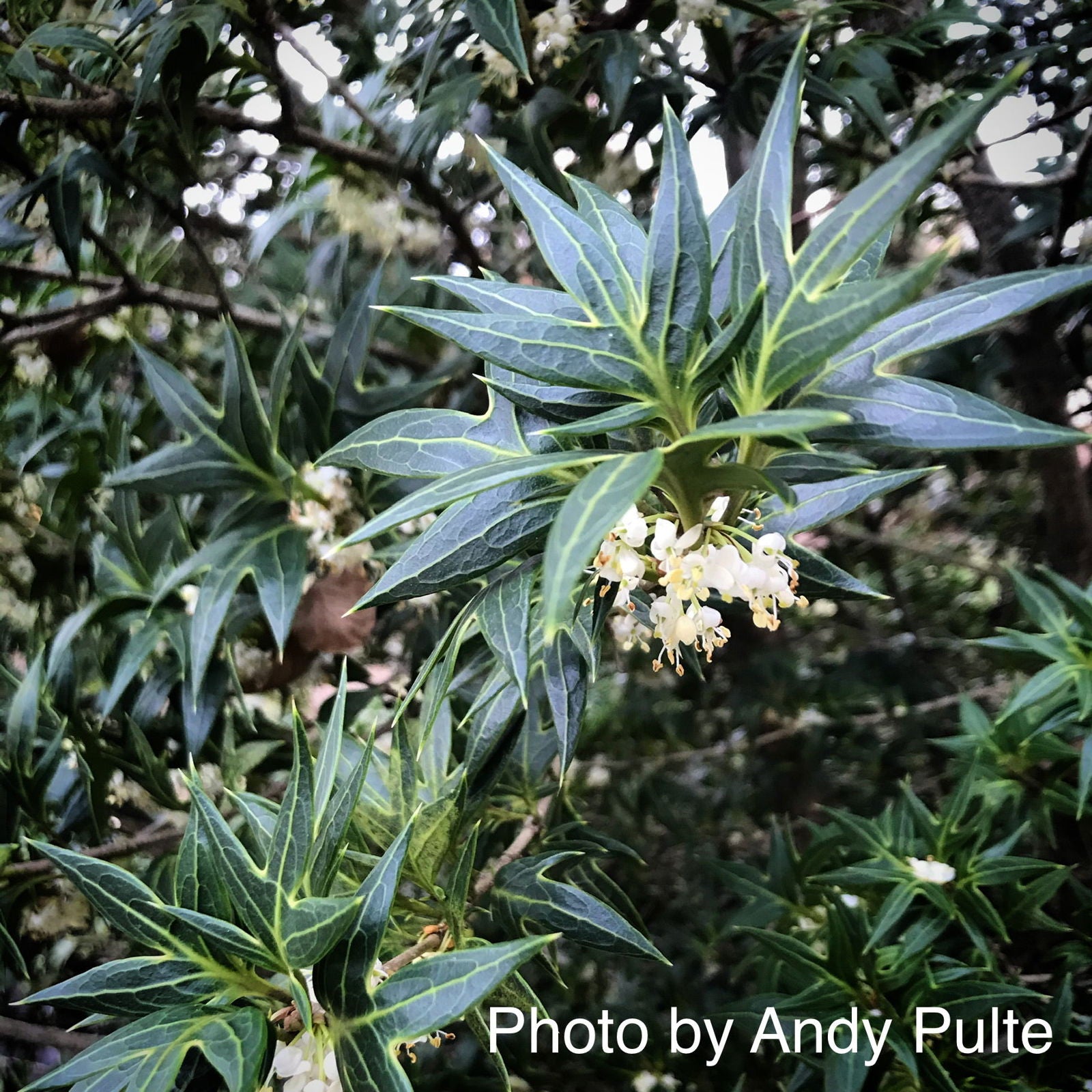 Buy Osmanthus heterophyllus 'Sasaba' Spiky Fragrant Tea Olive — Mr ...