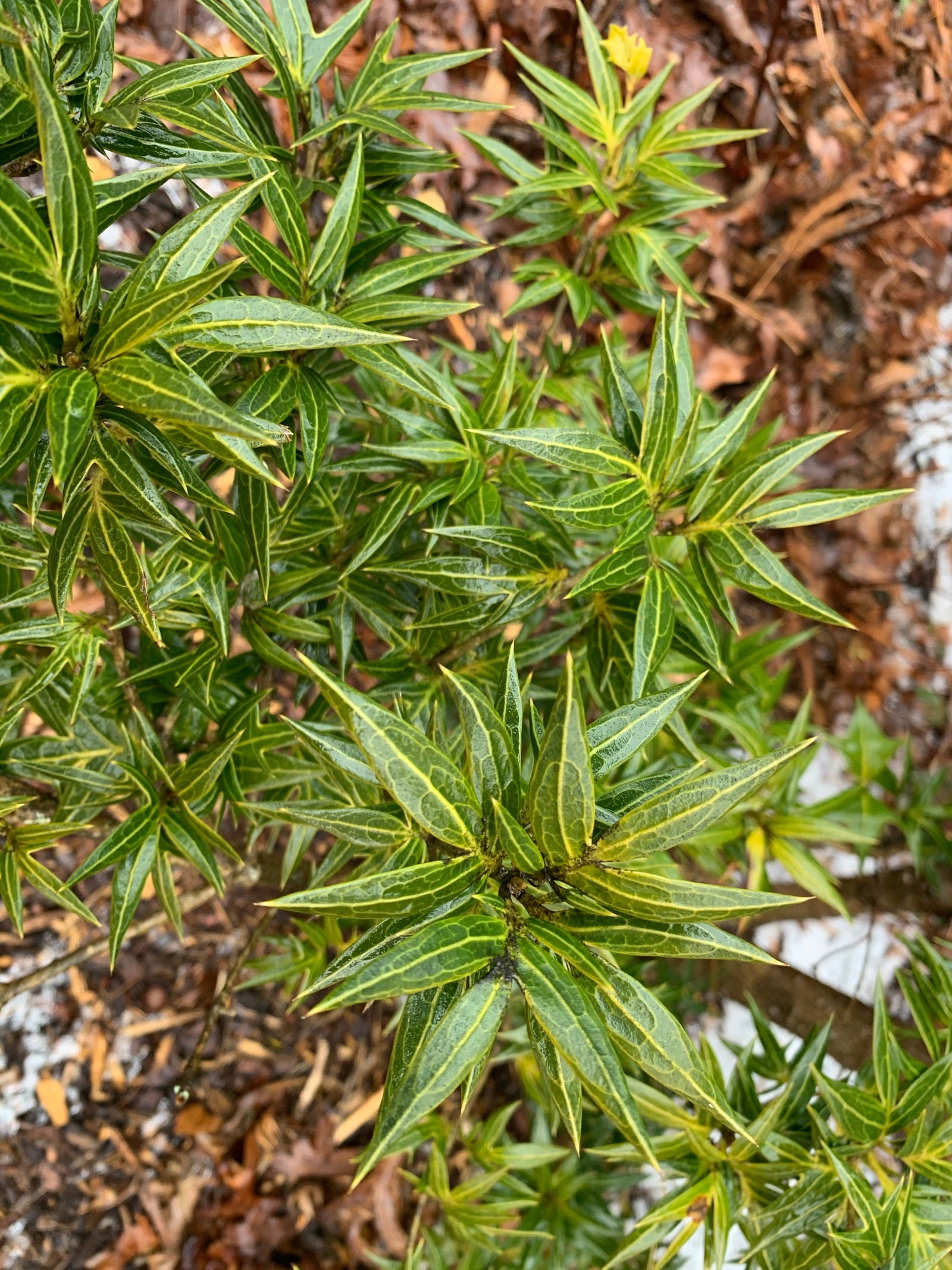Buy Osmanthus heterophyllus 'Sasaba' Spiky Fragrant Tea Olive — Mr ...