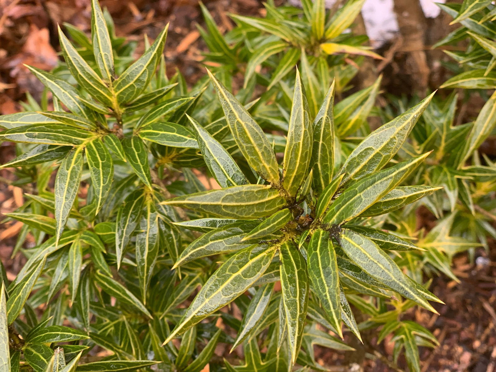 Buy Osmanthus heterophyllus 'Sasaba' Spiky Fragrant Tea Olive — Mr ...