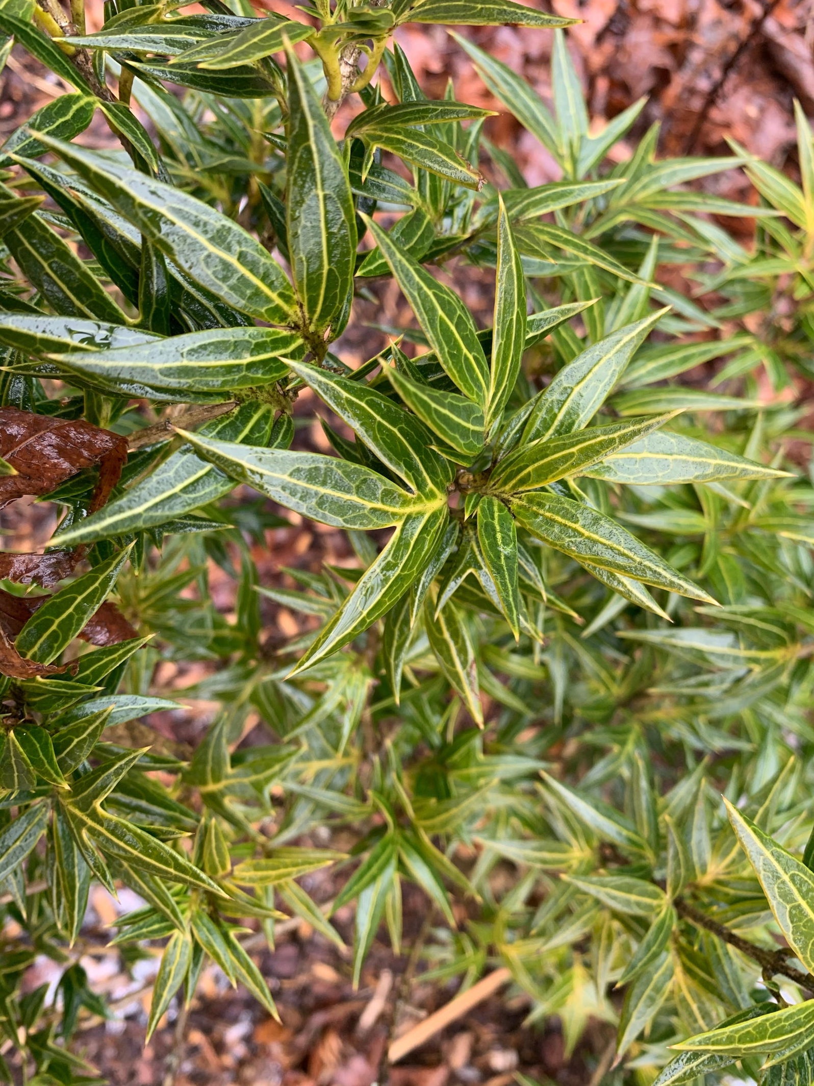Buy Osmanthus heterophyllus 'Sasaba' Spiky Fragrant Tea Olive — Mr ...