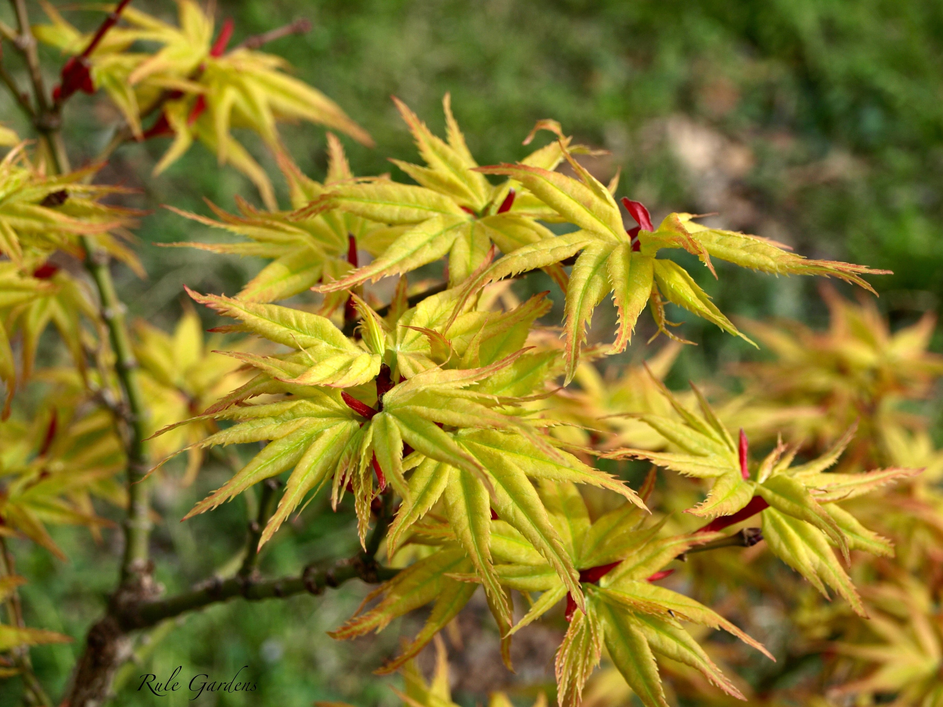 Buy Acer palmatum 'Japanese Princess' Dwarf Japanese Maple — Mr Maple ...