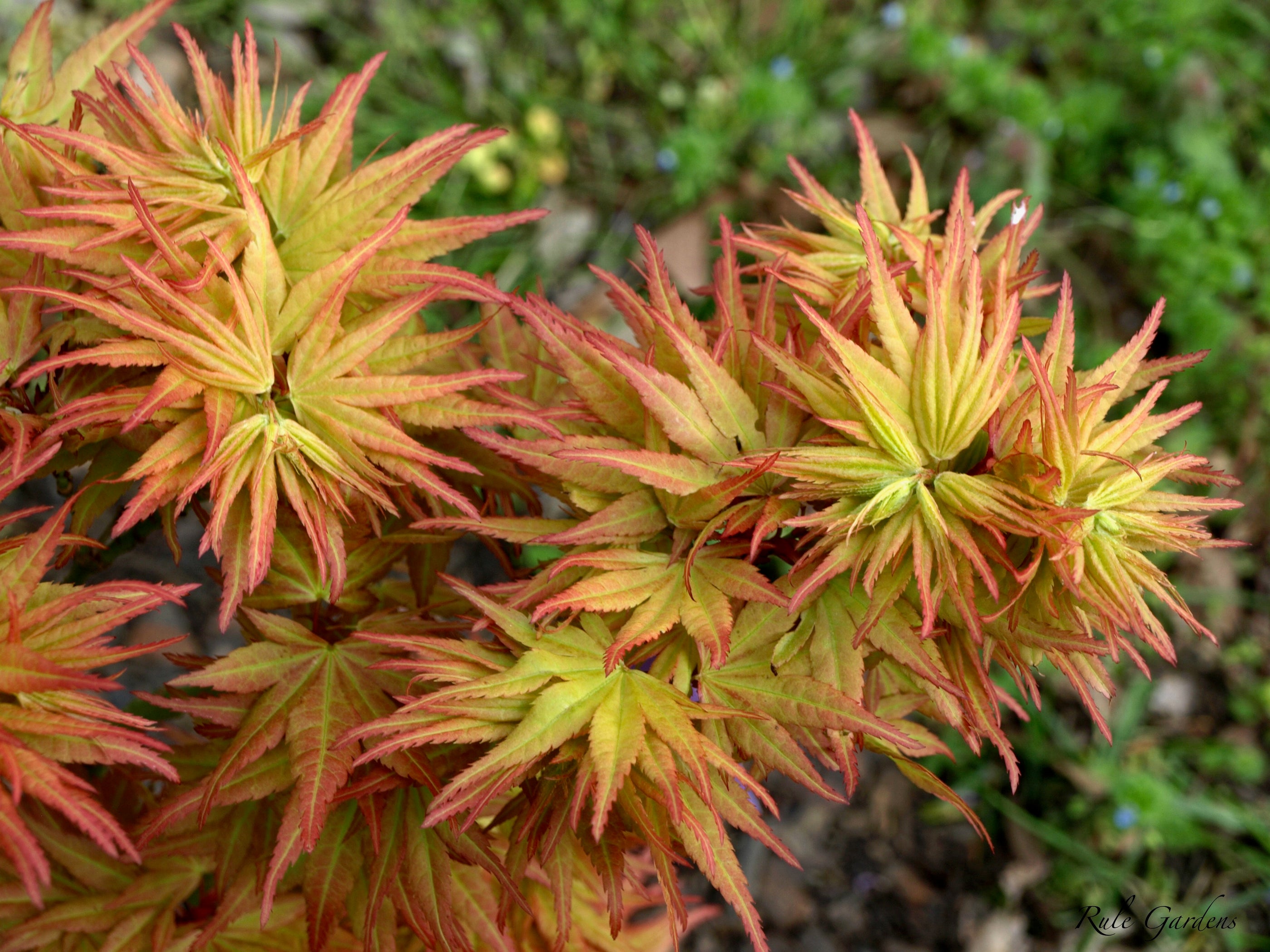 Buy Acer palmatum 'Mystic Mikawa' Miniature Japanese Maple — Mr Maple ...