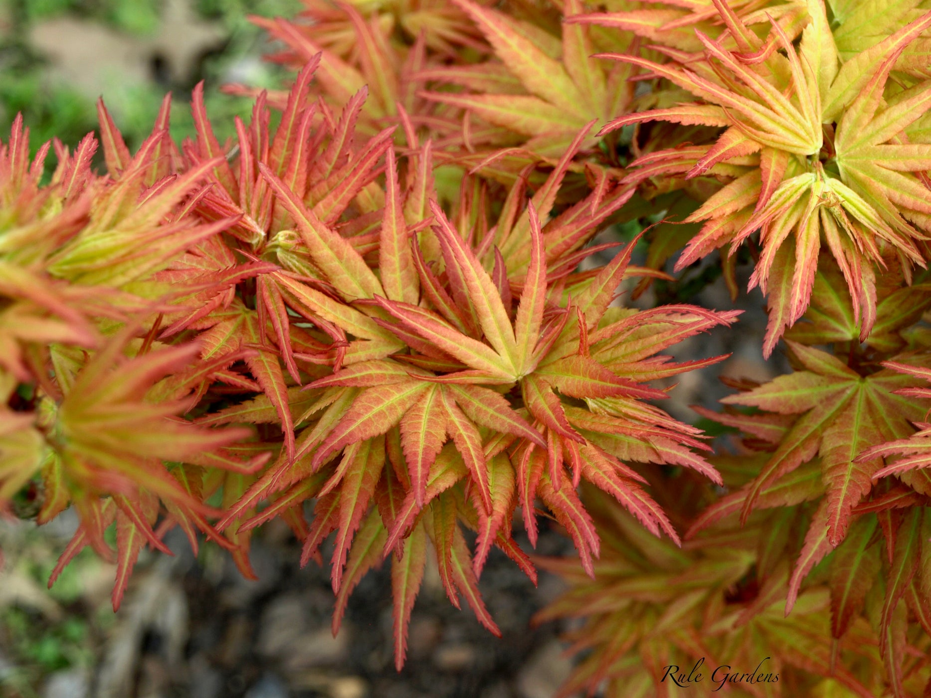Buy Acer palmatum 'Mystic Mikawa' Miniature Japanese Maple — Mr Maple ...