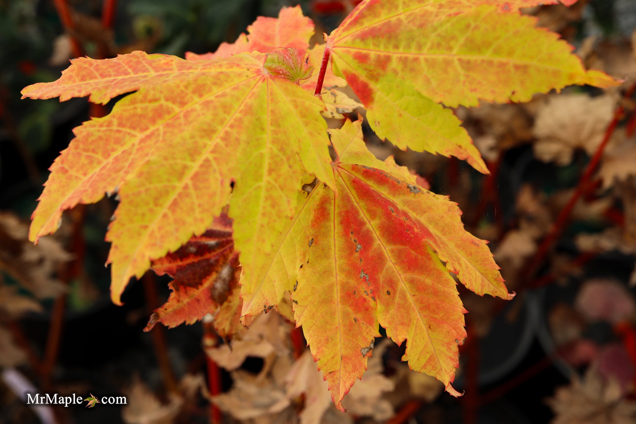 Buy Acer circinatum 'Pacific Fire' Coral Bark Japanese Maple — Mr Maple ...