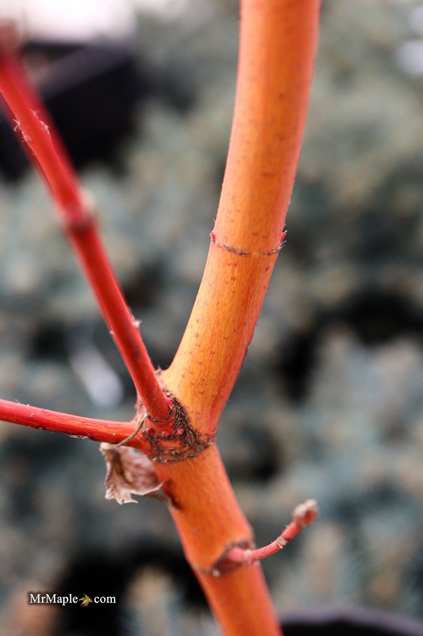 Buy Acer circinatum 'Pacific Fire' Coral Bark Japanese Maple — Mr Maple ...