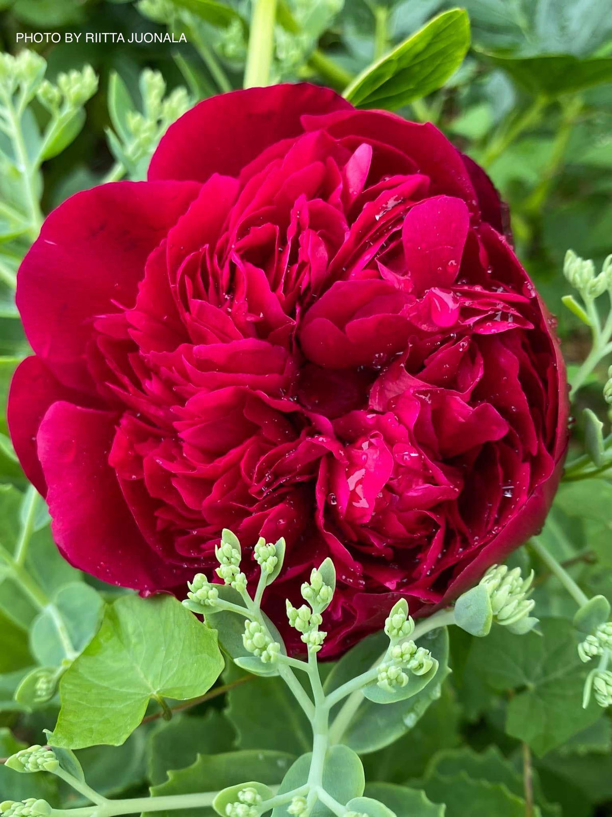 red paeonia