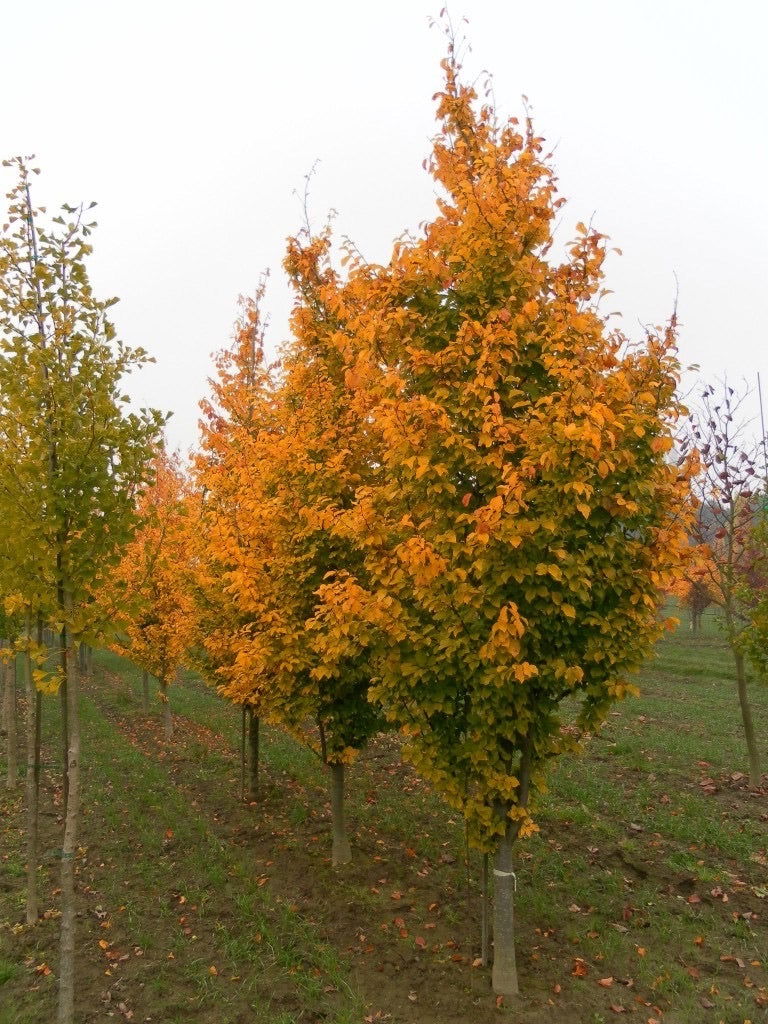 Buy Parrotia persica Golden Bell Tower™ Columnar Persian Ironwood — Mr ...