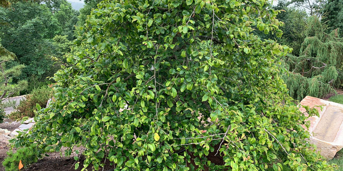 Buy Parrotia persica 'Persian Spire™' Columnar Persian Ironwood — Mr ...