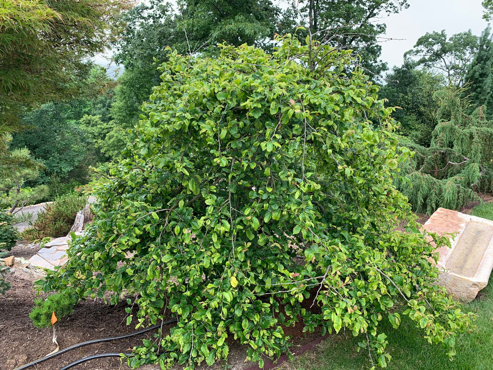 Buy Parrotia persica 'Persian Spire™' Columnar Persian Ironwood — Mr ...